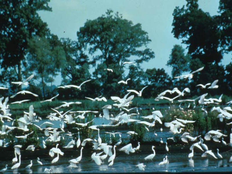 Tulane professor flying high with new bird lecture series | Tulane ...